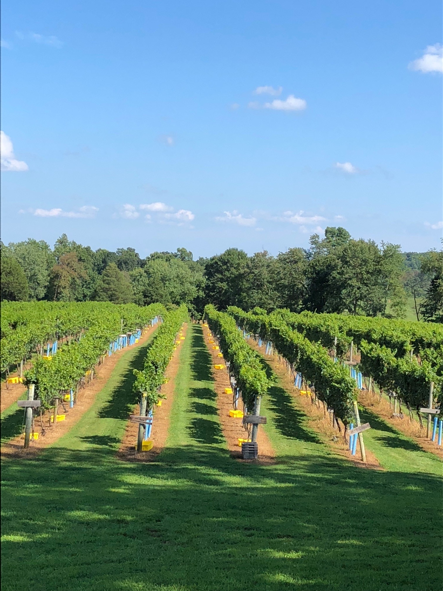 VVA Exchange – Virginia Vineyards Association
