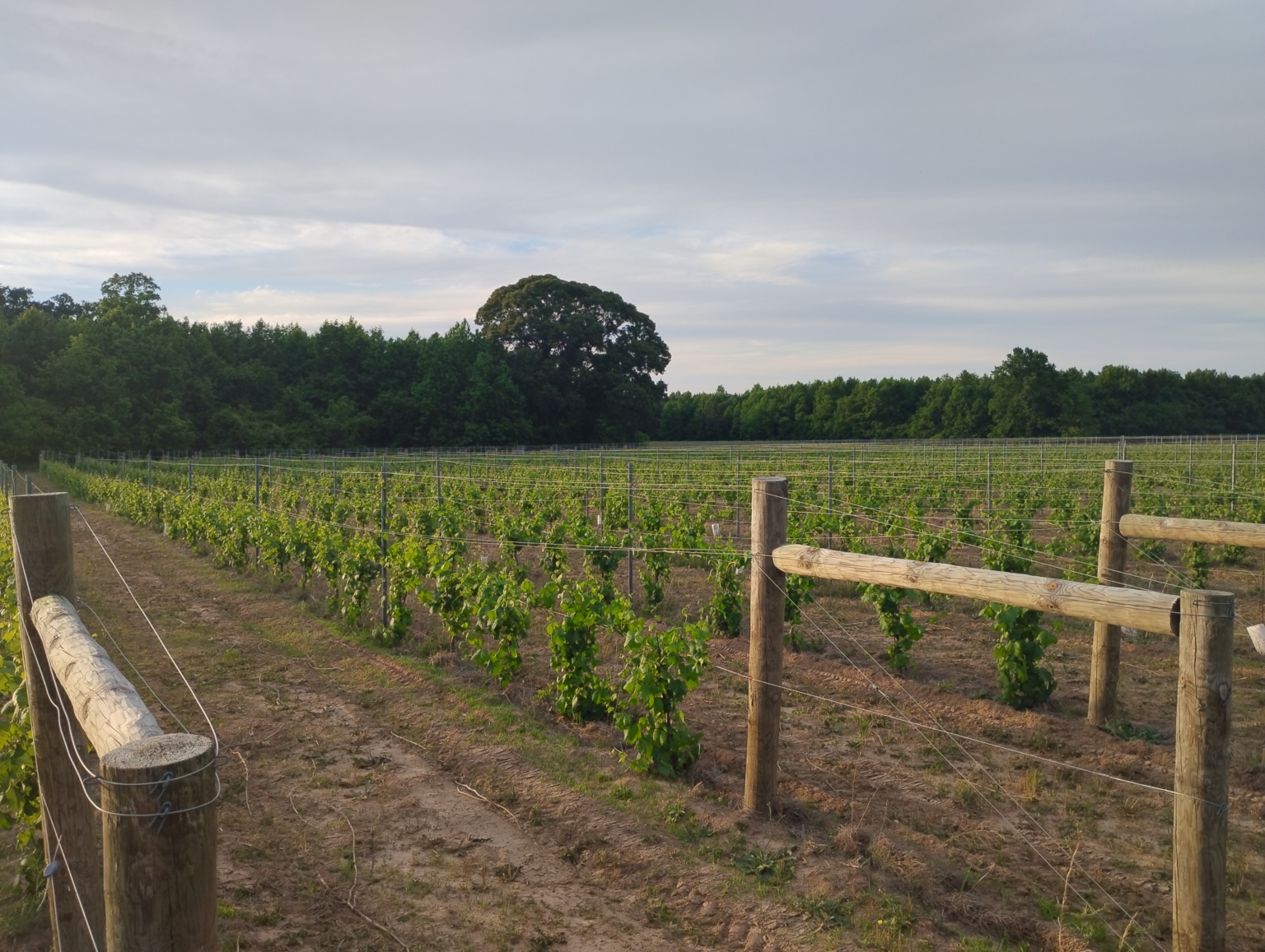 Vintage Report Spring 2025 – Virginia Vineyards Association