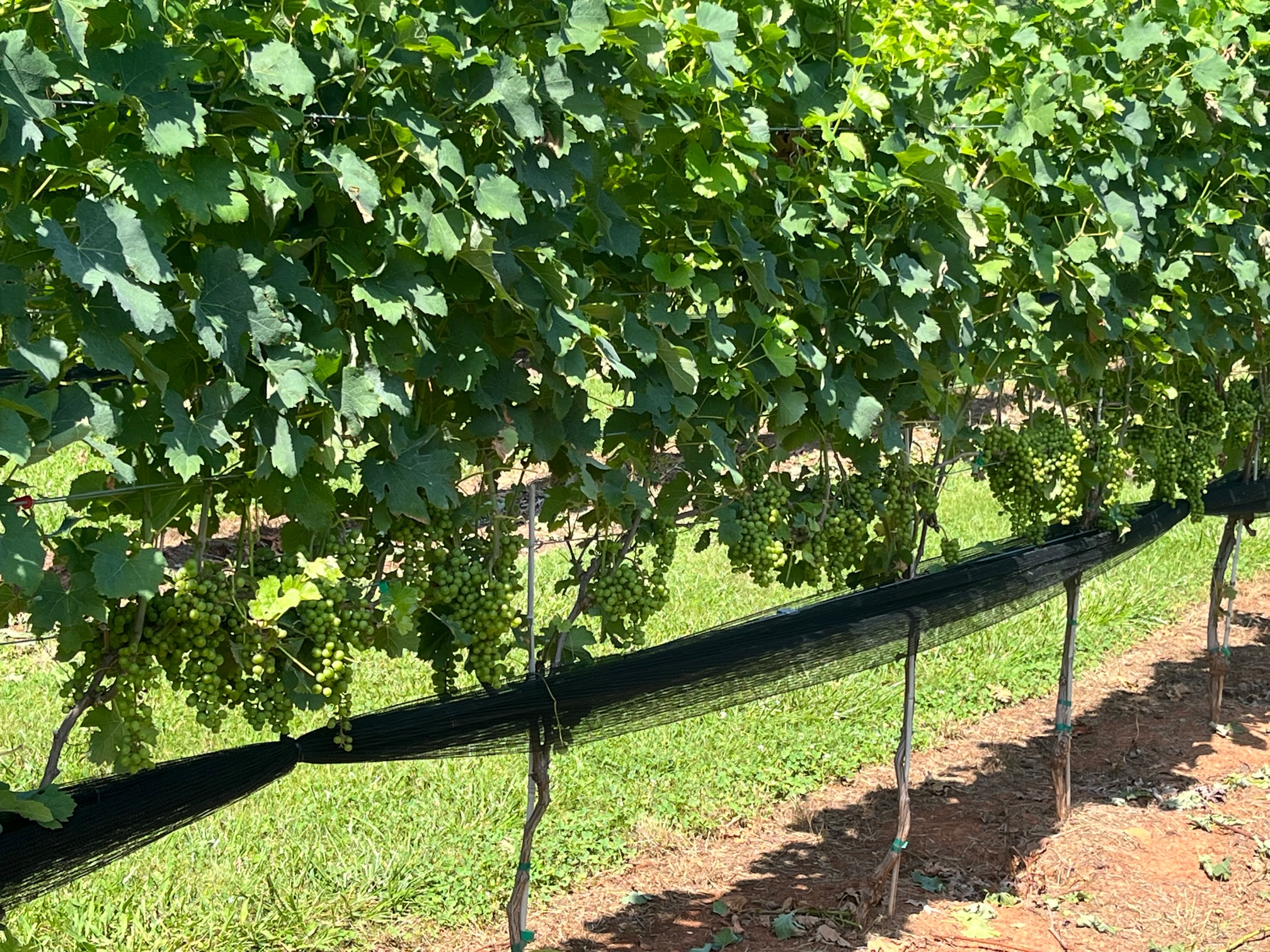 VVA Exchange – Virginia Vineyards Association